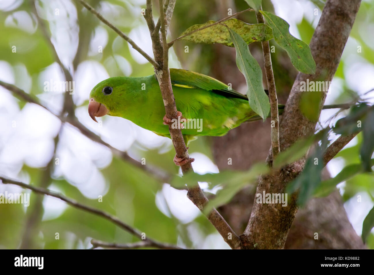 "Periquito-rico (Brotogeris tirica) fotografado em Conceição da Barra ...
