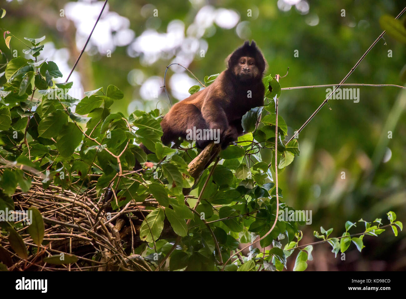Especie de macaco hi-res stock photography and images - Alamy