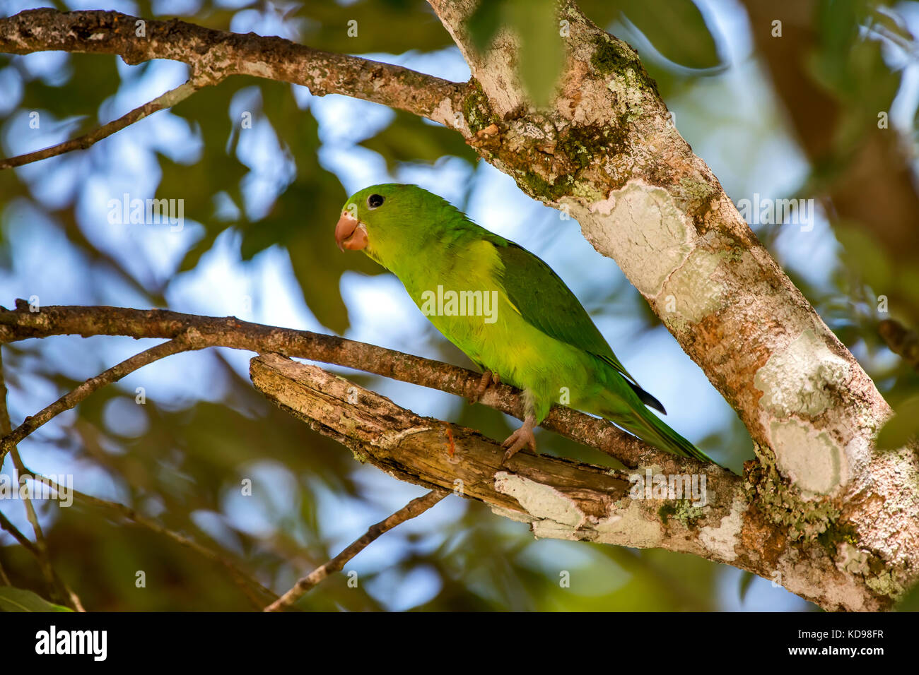 "Periquito-rico (Brotogeris tirica) fotografado em Linhares, Espírito ...