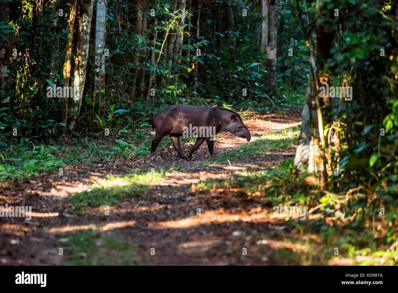 Anta brasileira hi-res stock photography and images - Alamy