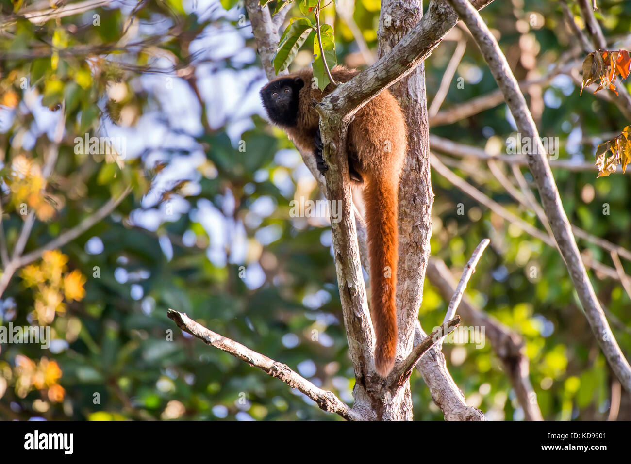 Guigo (Callicebus personatus) fotografado na Reserva Biológica de ...