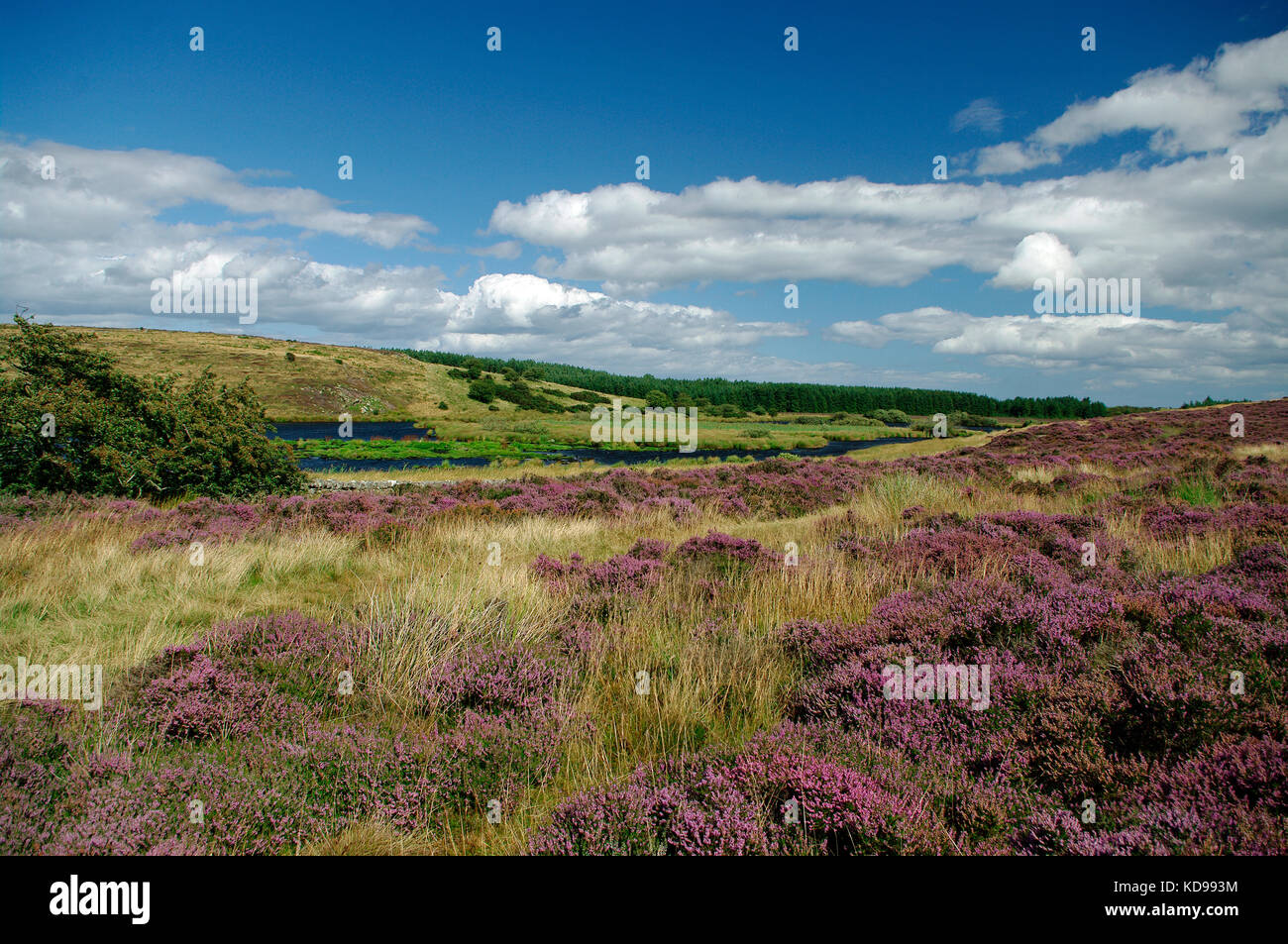 Holburn Moss moors,Northumberland Stock Photo - Alamy