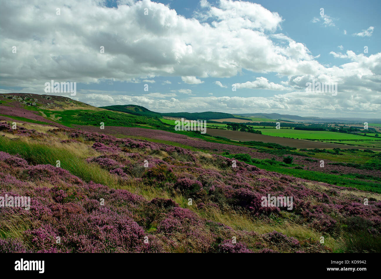 Holburn Moss moors,Northumberland Stock Photo - Alamy