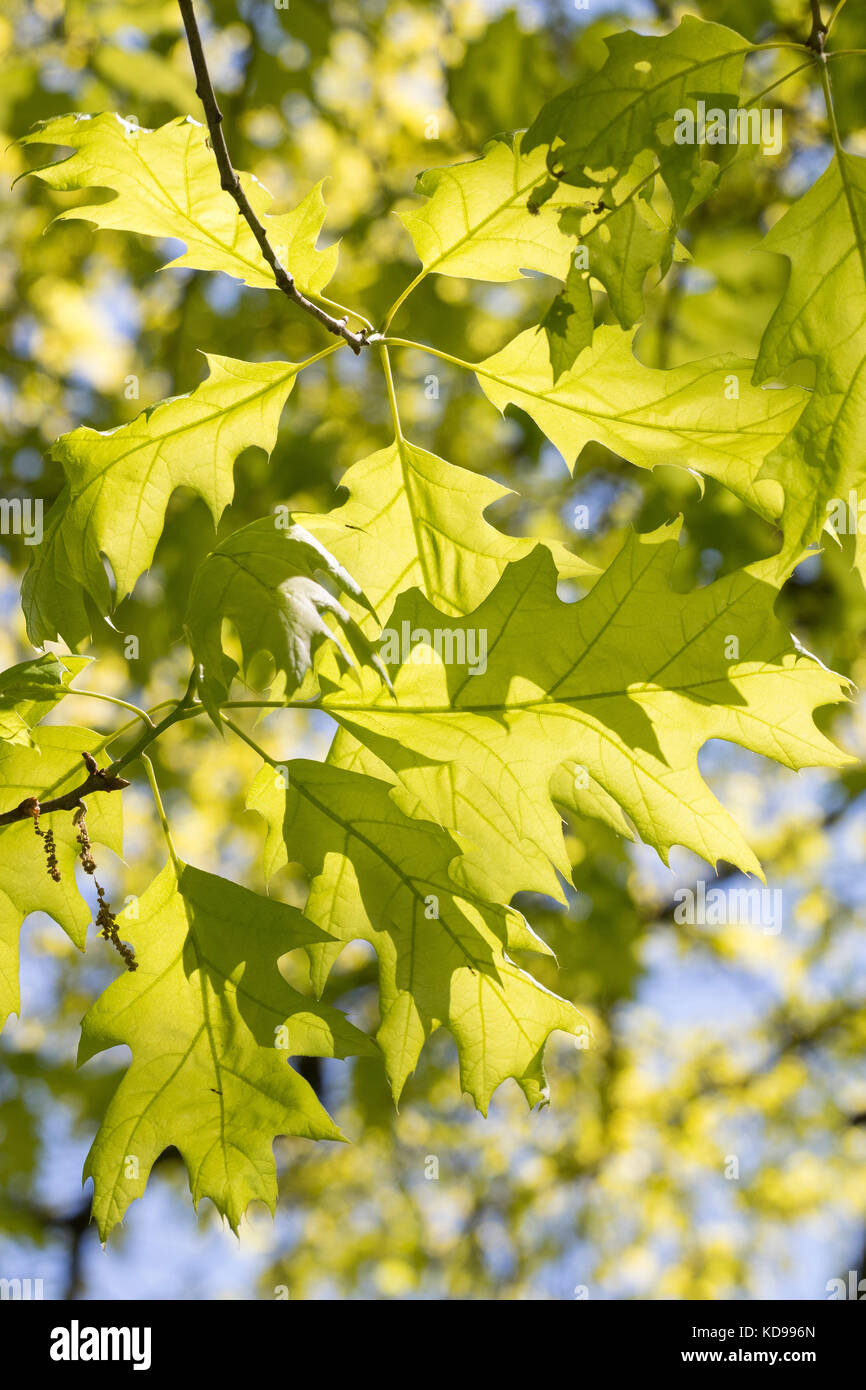 Roteiche, Rot-Eiche, Amerikanische Spitzeiche, Quercus rubra, Quercus ...