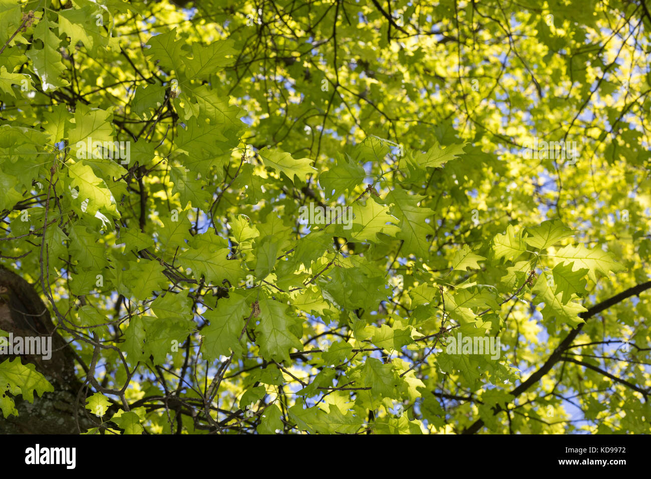 Roteiche, Rot-Eiche, Amerikanische Spitzeiche, Quercus rubra, Quercus ...