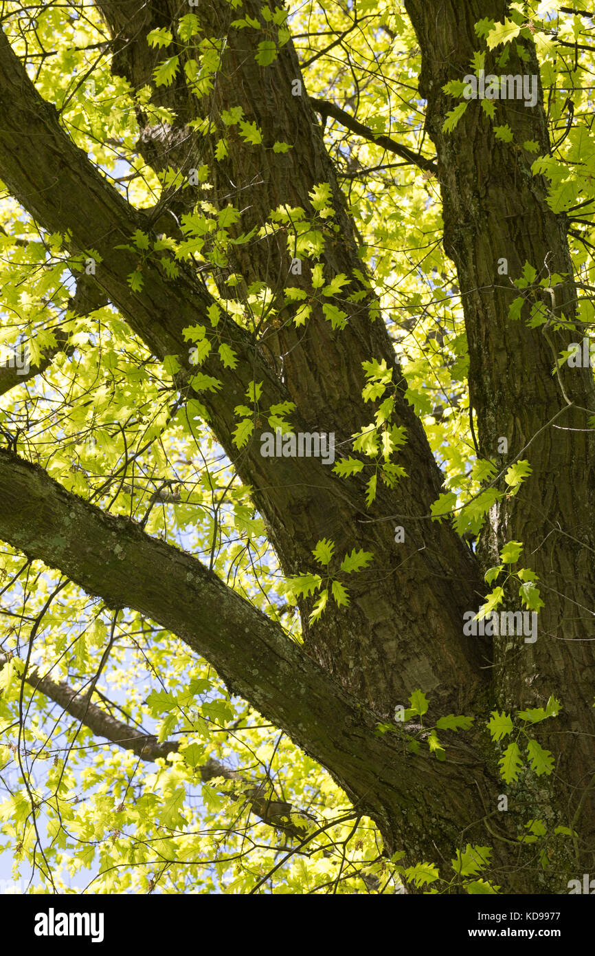 Roteiche, Rot-Eiche, Amerikanische Spitzeiche, Quercus rubra, Quercus ...