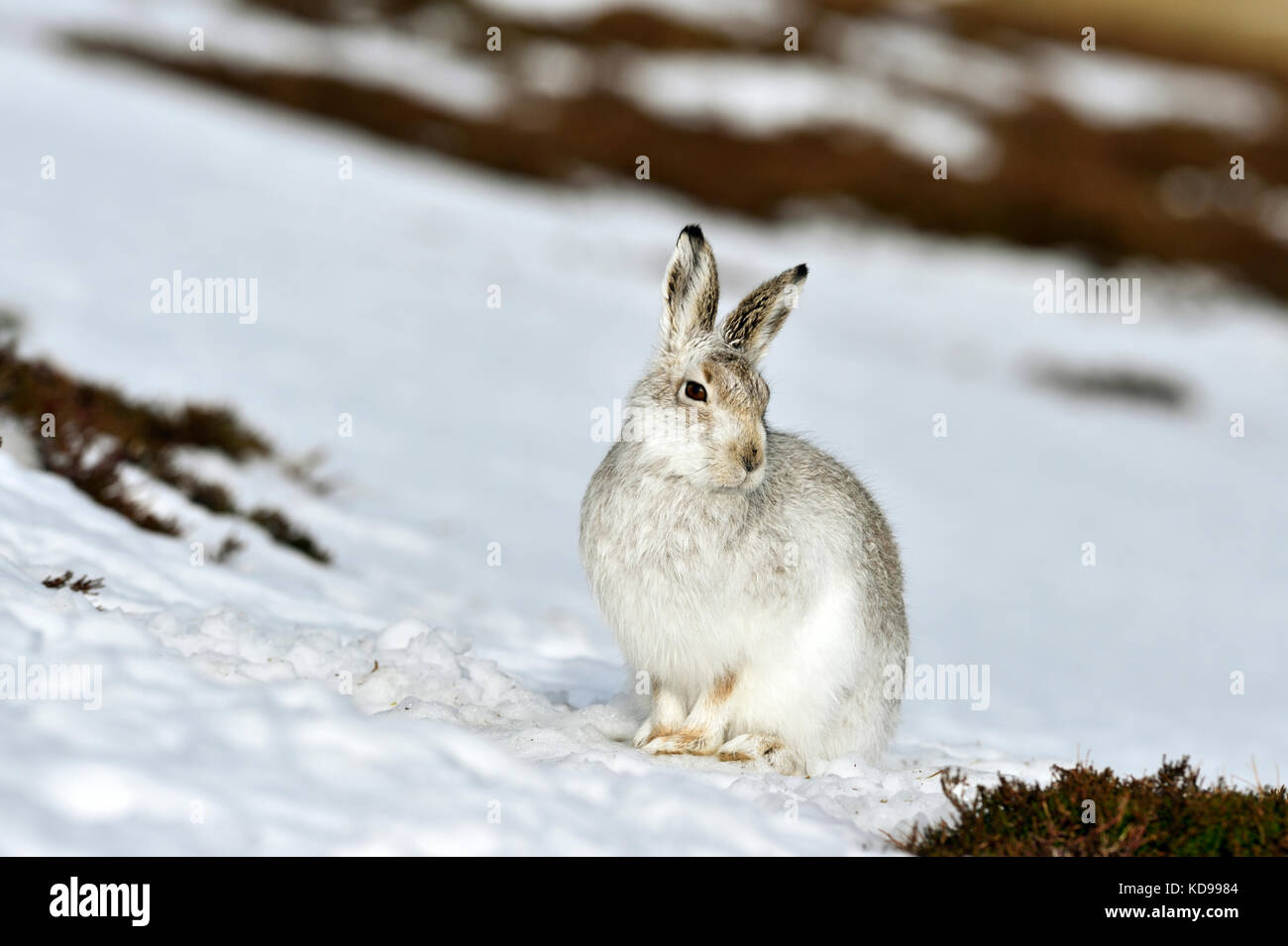 Arctic hare hi-res stock photography and images - Alamy