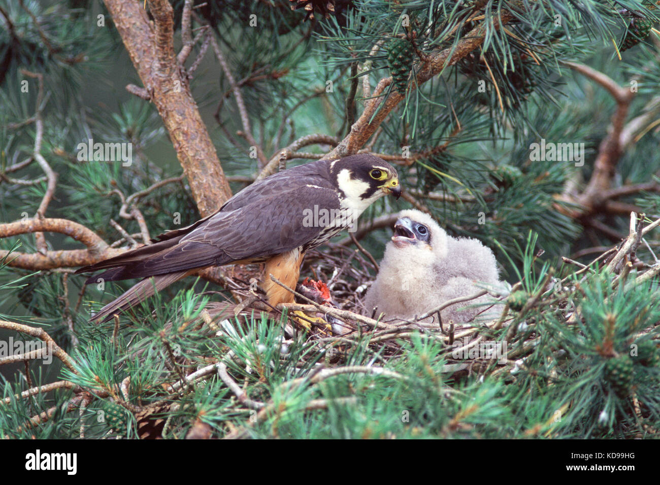 Juvenile eurasian hobby falco subbuteo hi-res stock photography and ...
