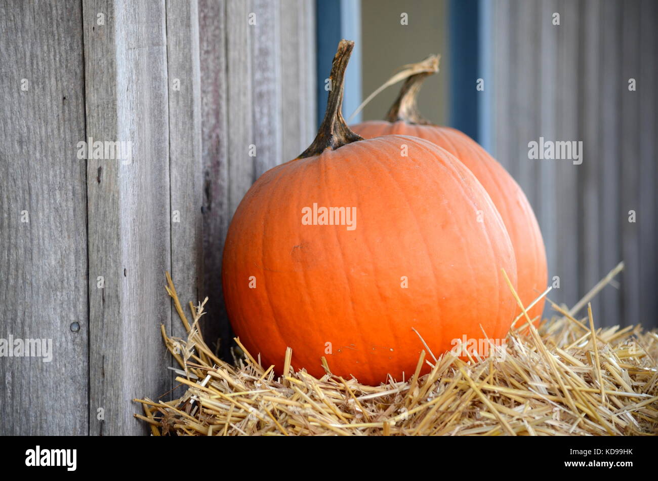 Harvest of large orange pumpkins in wooden crates and bins. Fall ...