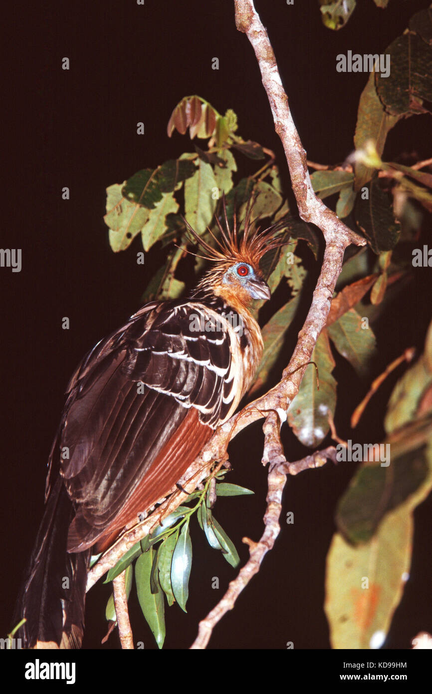 Hoatzin Opisthocomus hoazin Ecuador Stock Photo - Alamy