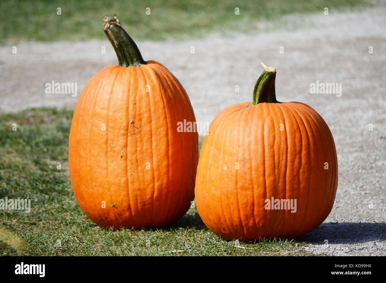 Bins of pumpkins hi-res stock photography and images - Alamy