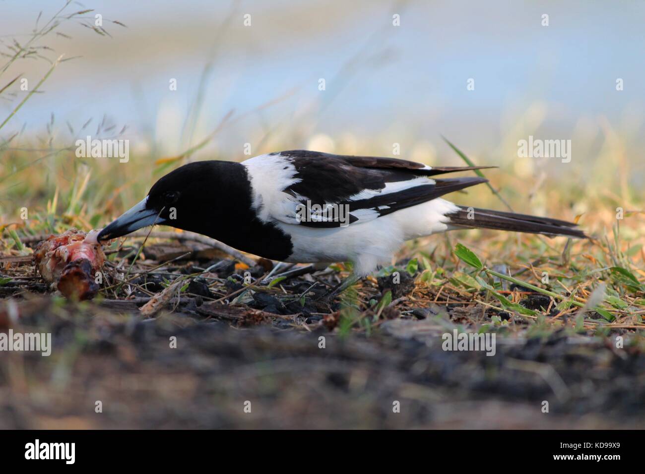 Butcher bird hi-res stock photography and images - Alamy