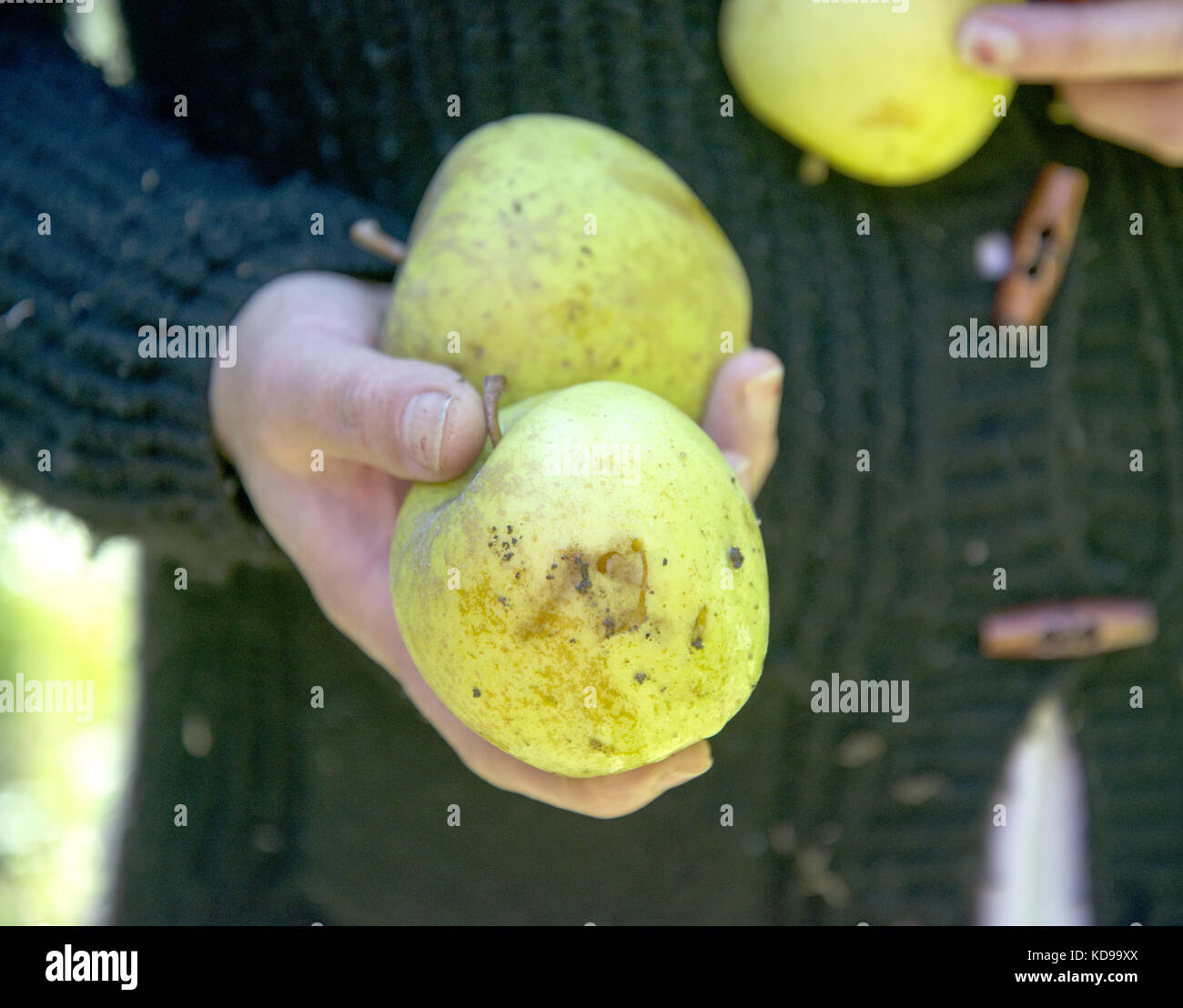 woman hand holding apple damaged by hail, shallow dof Stock Photo - Alamy