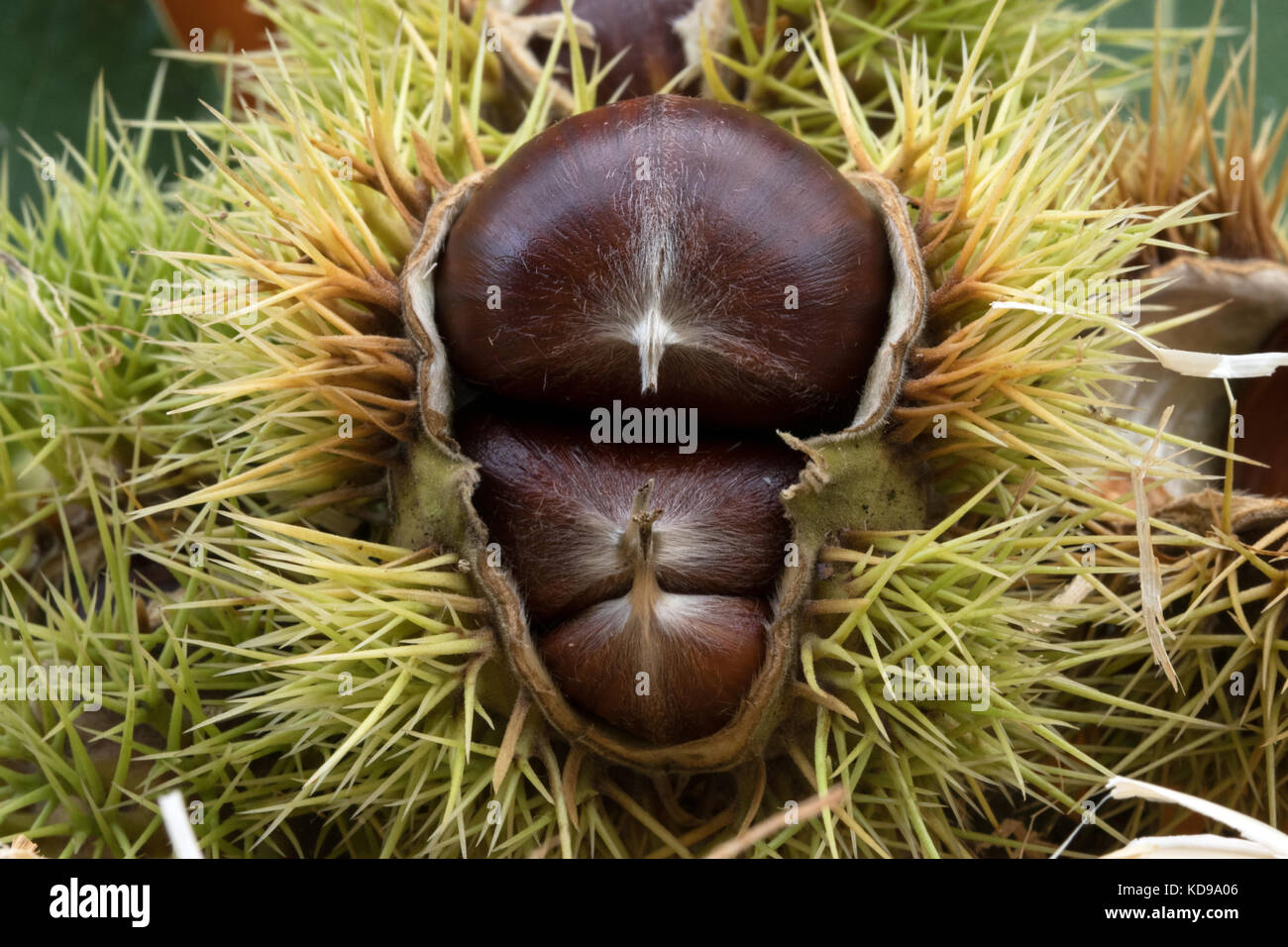 Nut face head hi-res stock photography and images - Alamy