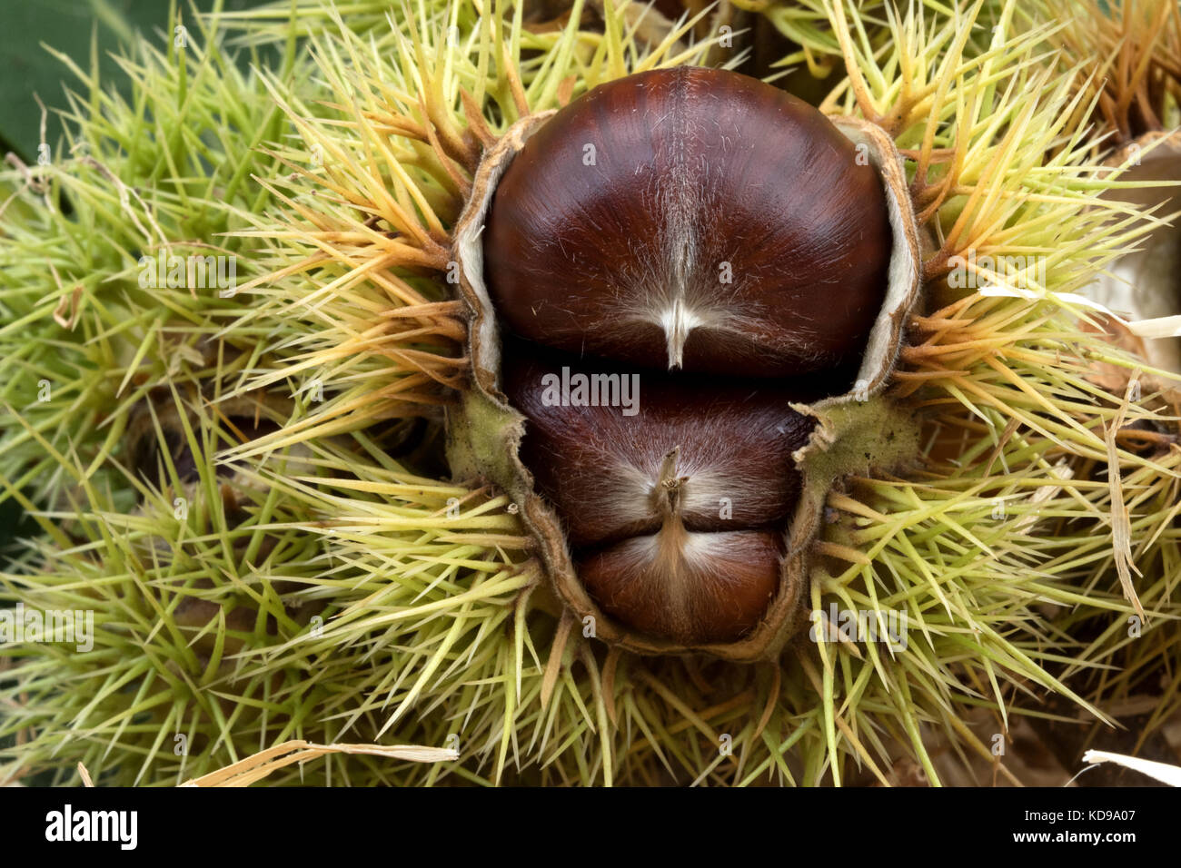 Nut face head hi-res stock photography and images - Alamy
