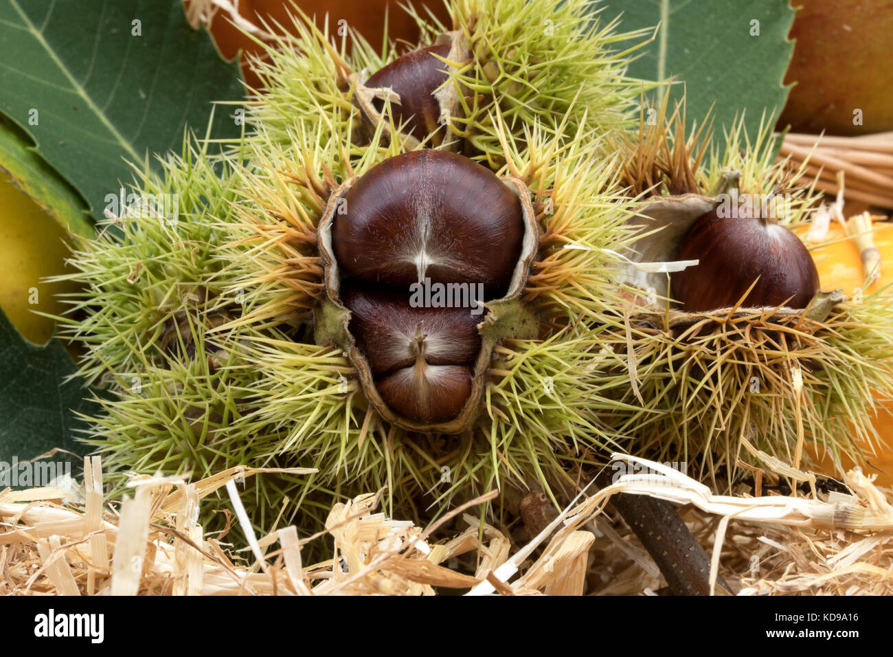 Monkey frown hi-res stock photography and images - Alamy
