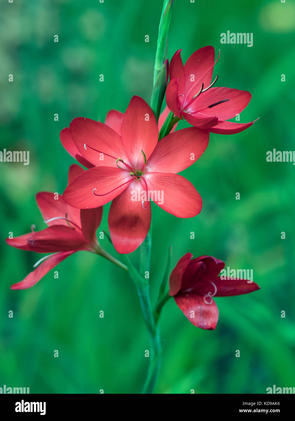 Crimson flag lily 'Major' Schizostylis coccinea grandiflora Stock Photo ...