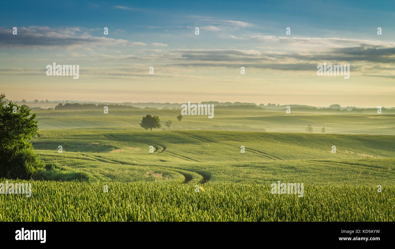 Stunning dawn at foggy field in summer Stock Photo - Alamy