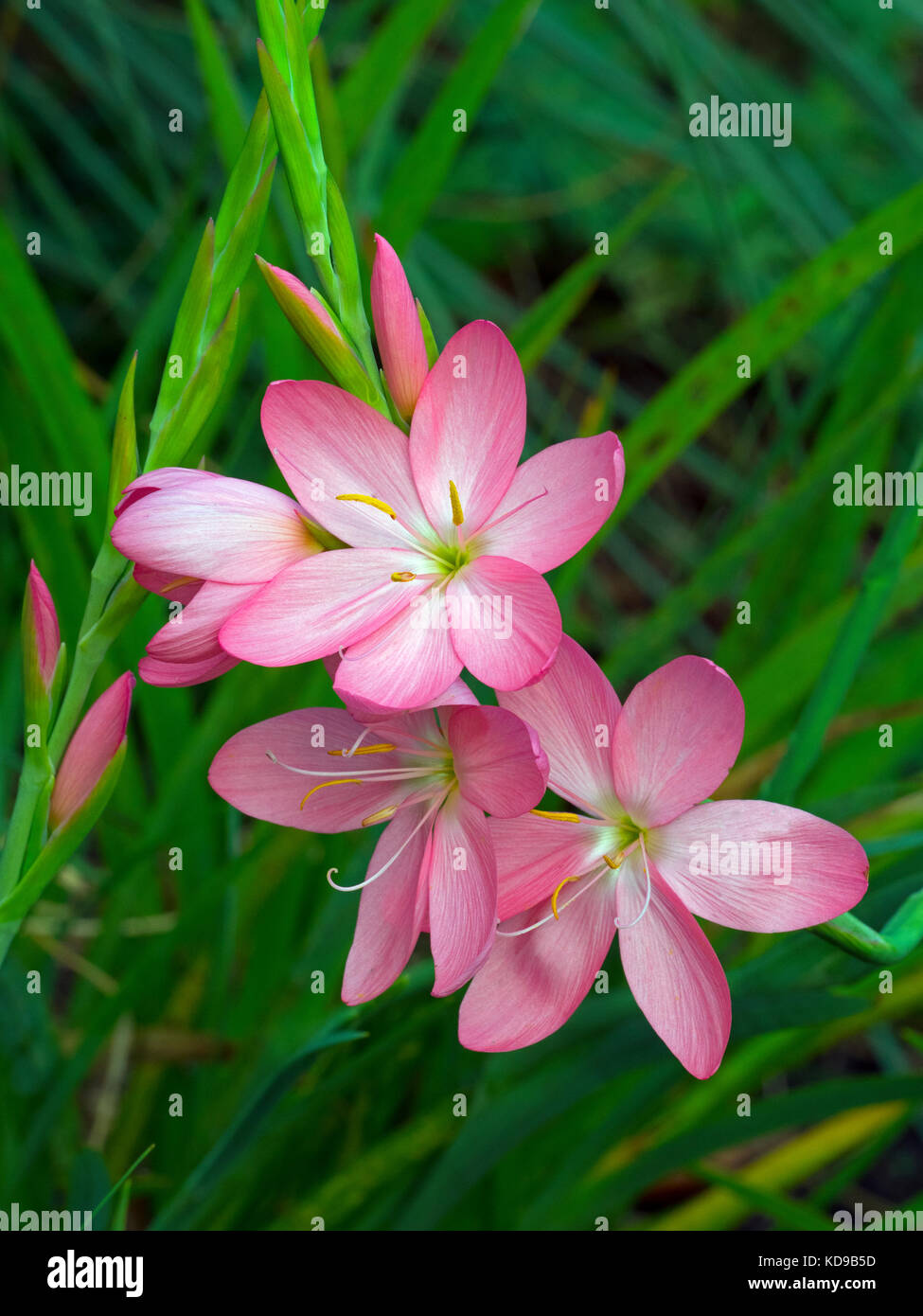Schizostylis coccinea 'Salmon Charm' Stock Photo - Alamy
