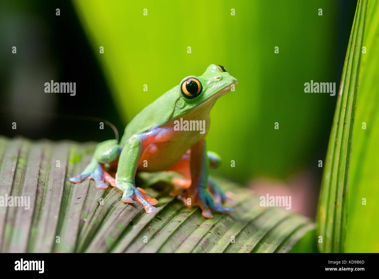 Golden-eyed Leaf Frog, “Agalychnis annae” from Costa Rica Stock Photo ...