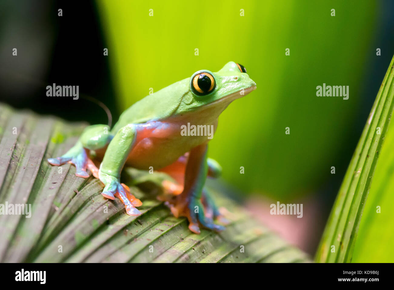 Golden-eyed Leaf Frog, “Agalychnis annae” from Costa Rica Stock Photo ...