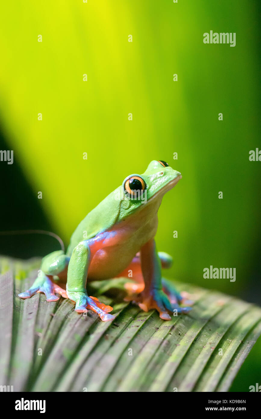 Golden-eyed Leaf Frog, “Agalychnis annae” from Costa Rica Stock Photo ...
