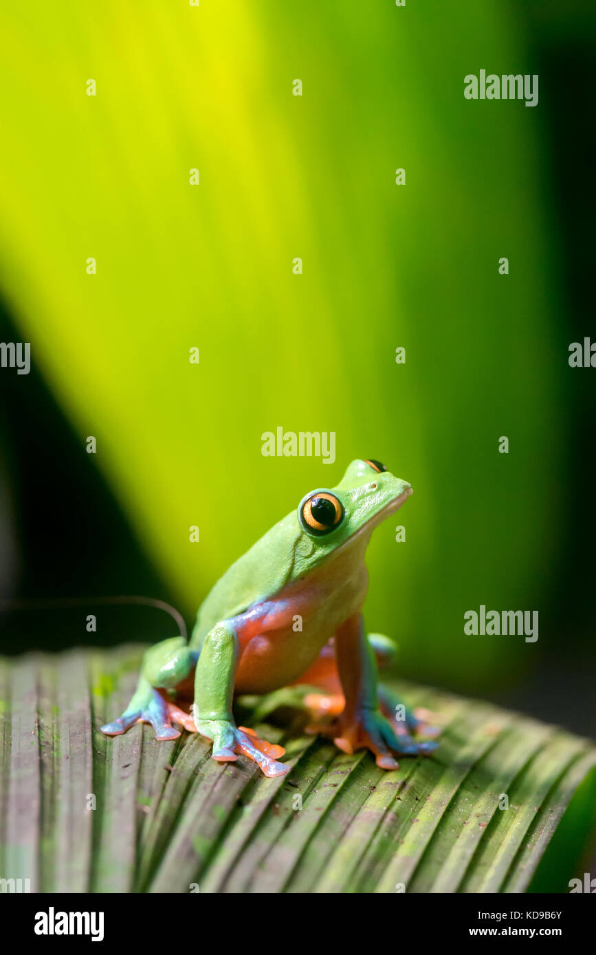 Golden-eyed Leaf Frog, “Agalychnis annae” from Costa Rica Stock Photo ...