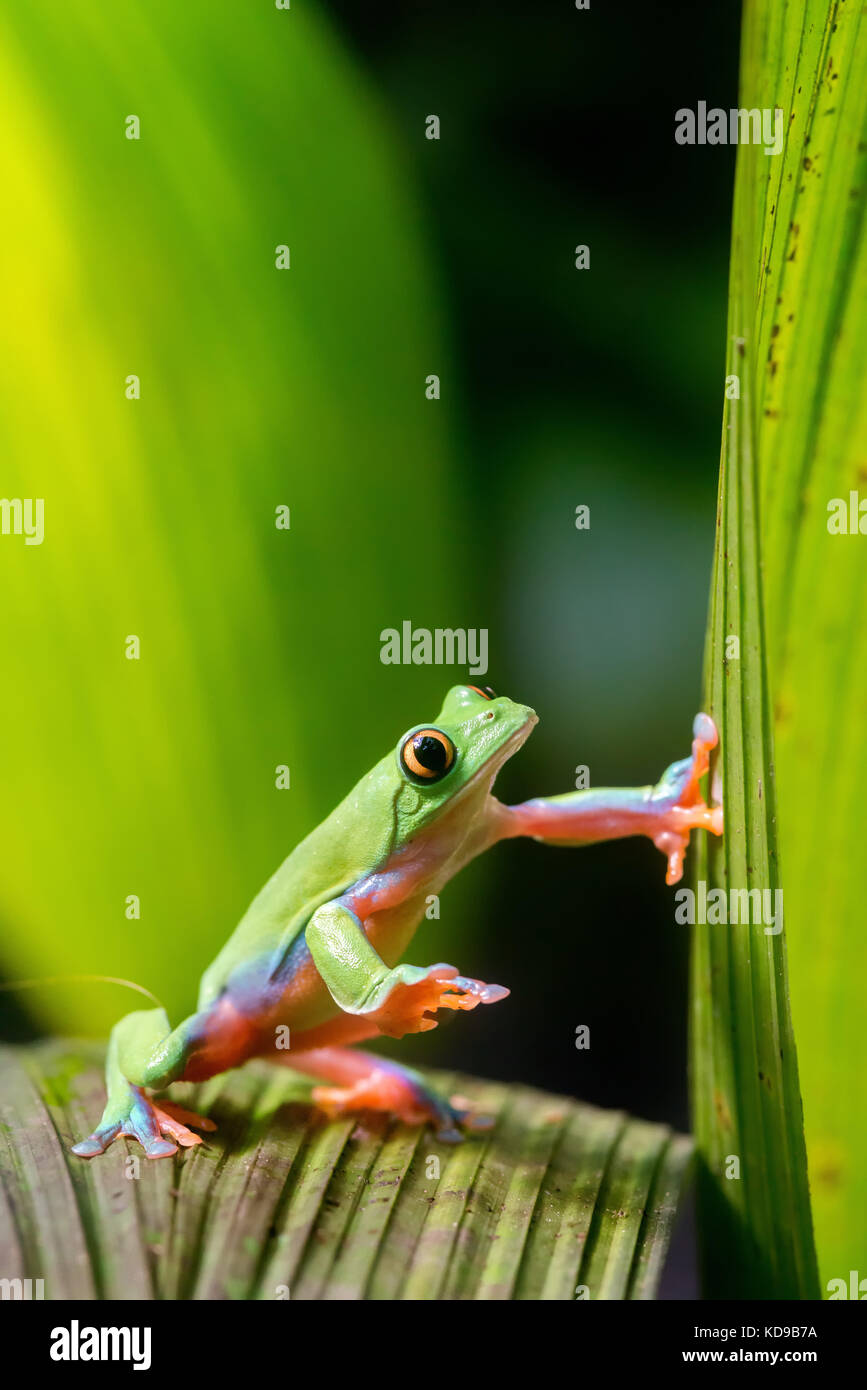 Golden-eyed Leaf Frog, “Agalychnis annae” from Costa Rica Stock Photo ...