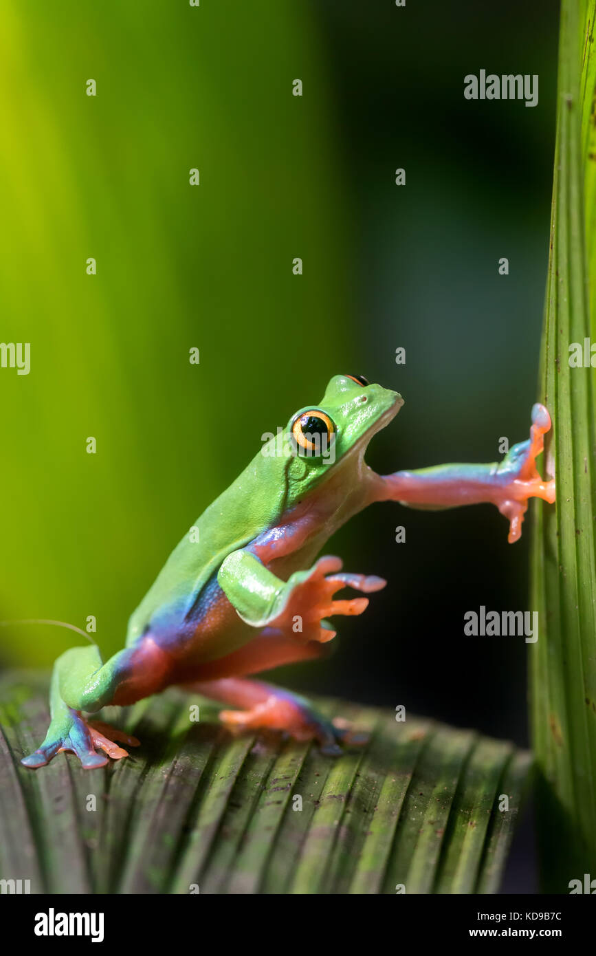 Golden-eyed Leaf Frog, “Agalychnis annae” from Costa Rica Stock Photo ...