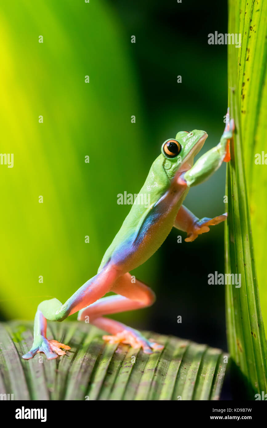 Golden-eyed Leaf Frog, “Agalychnis annae” from Costa Rica Stock Photo ...