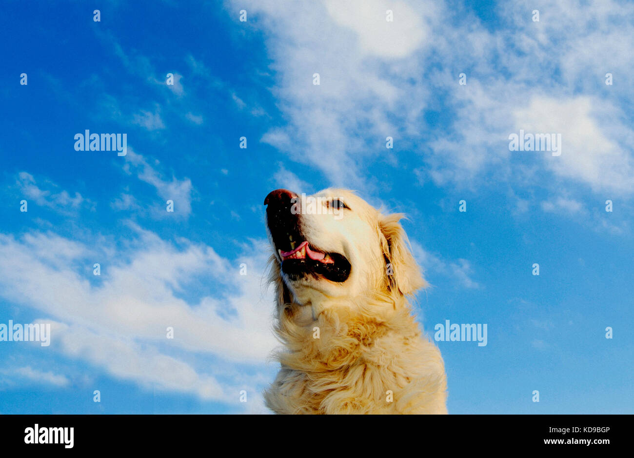 golden retriever dog in front of blue sky, low angle view Stock Photo ...