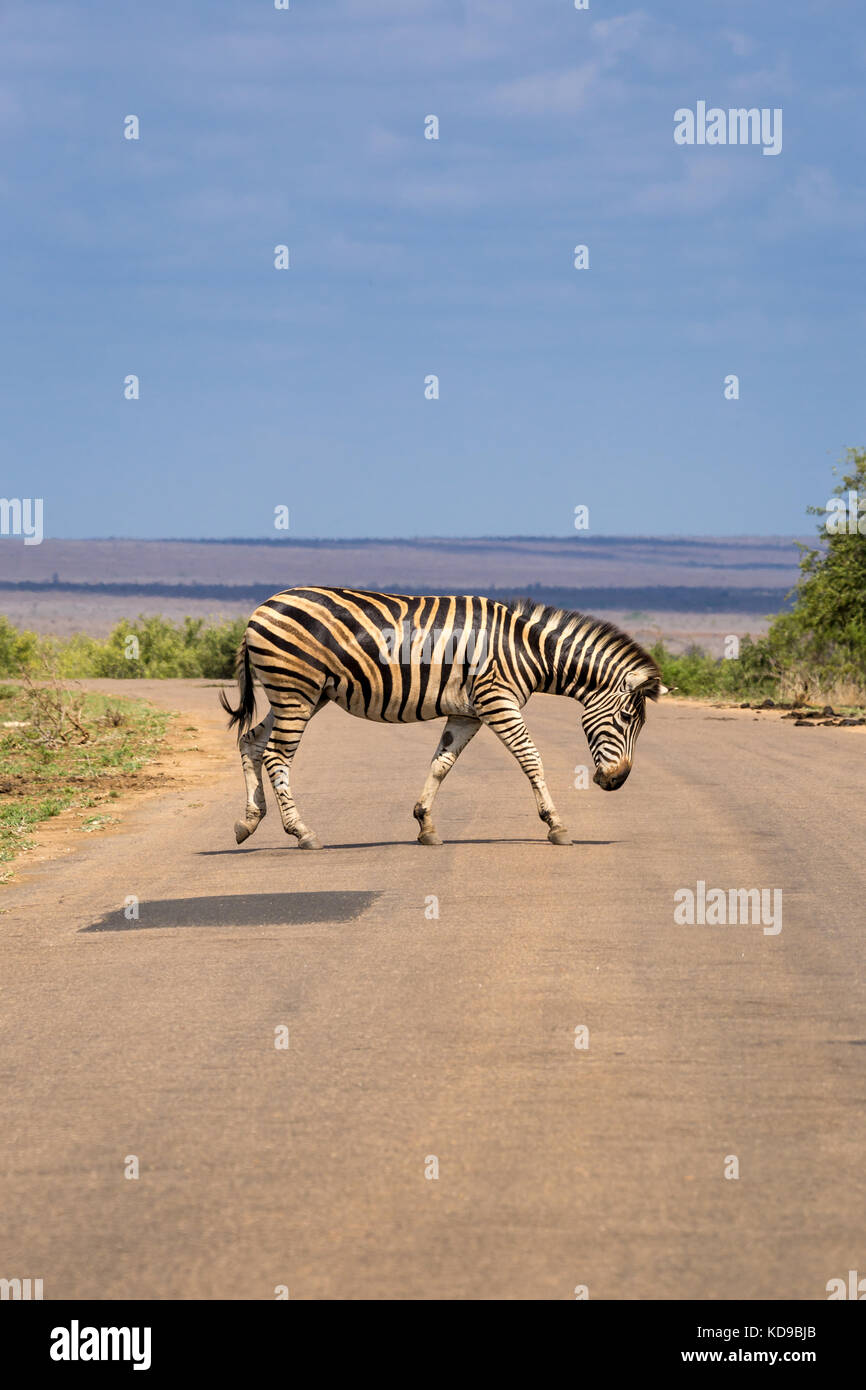 Zebra crossing the Street in Kruger Park, South Africa, Africa Stock ...