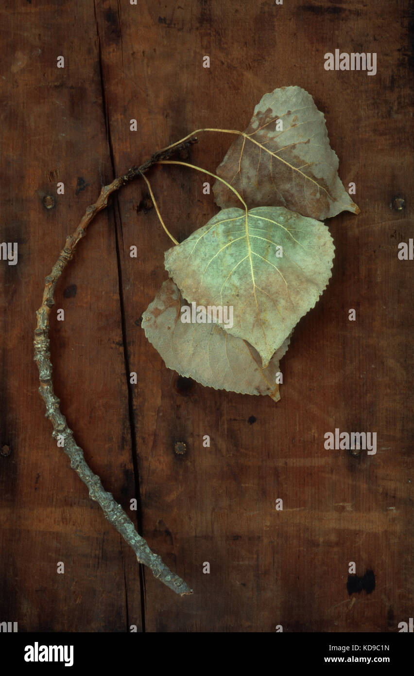 Twig of Black poplar or Populus nigra tree with three autumnal leaves ...