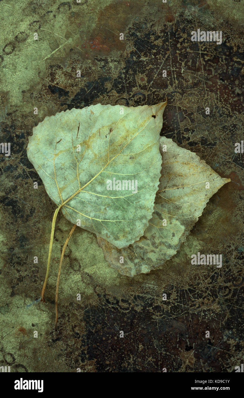 Two autumnal leaves of Black poplar or Populus nigra tree lying on ...