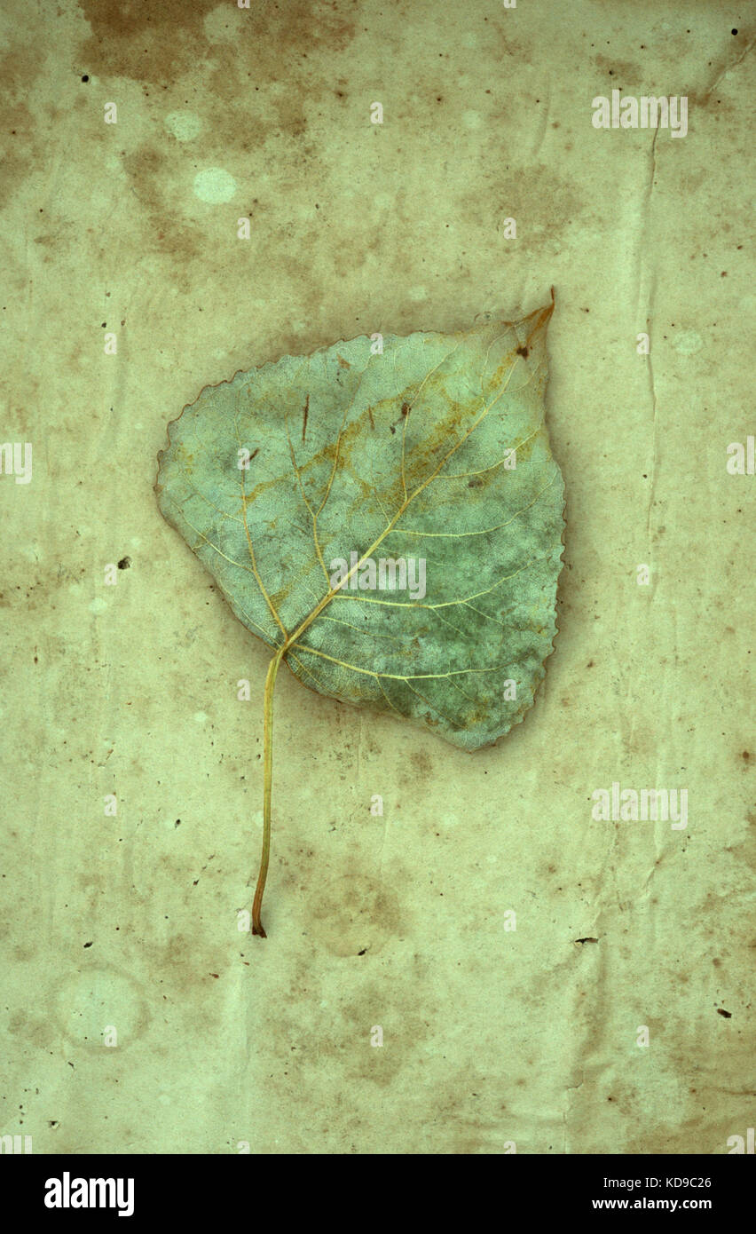 Single autumnal leaf of Black poplar or Populus nigra tree lying on ...