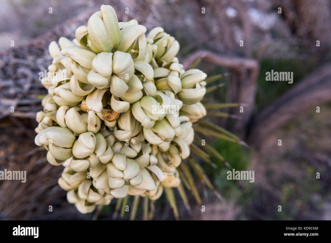 Straight on View of Joshua Tree Bloom during super bloom Stock Photo ...