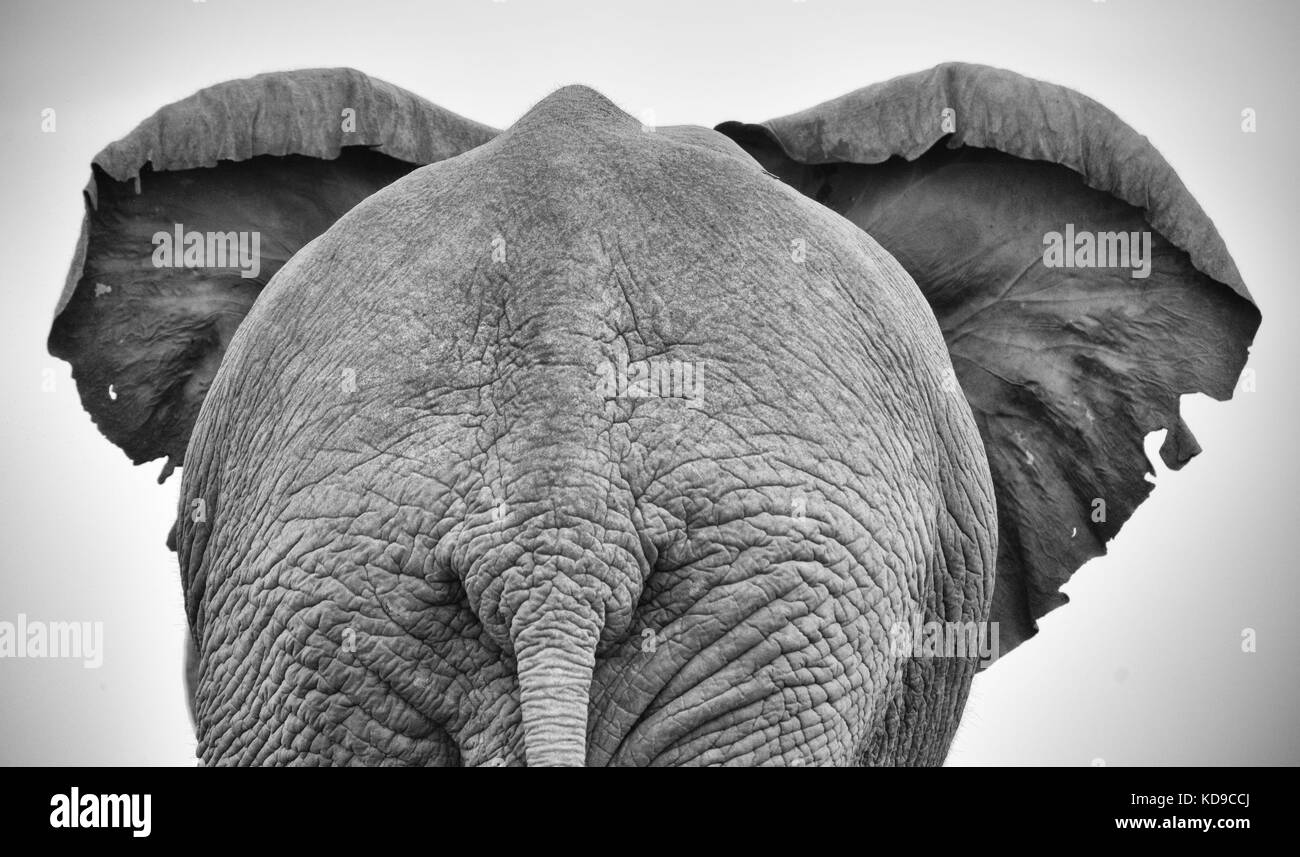 Rear of a male elephant with tattered ears in monochrome Stock Photo ...