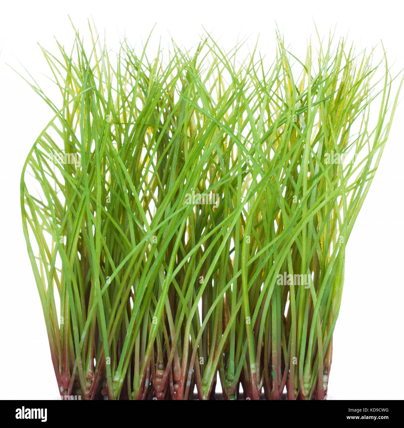 Fresh Green Grass Isolated On White Background Stock Photo - Alamy