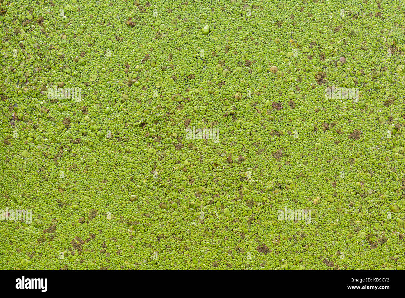 Top view surface pond hi-res stock photography and images - Alamy