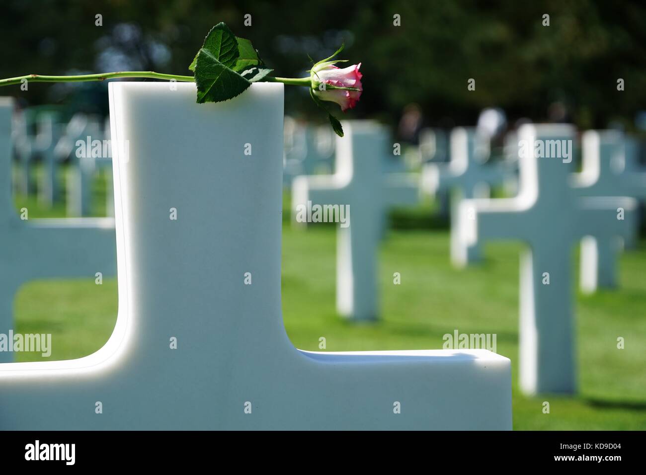 World War 2 memorial white crosses decorated with pink rose on grass ...