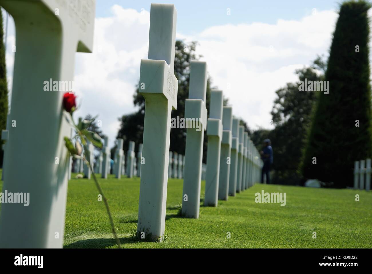 world war 2 memorial white crosses decorated with red rose on grass and ...