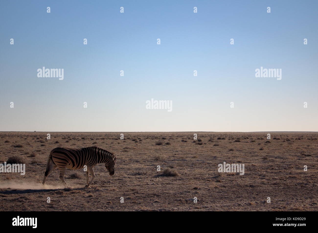 A zebra heading towards the horizon in Etosha National Park, Namibia ...