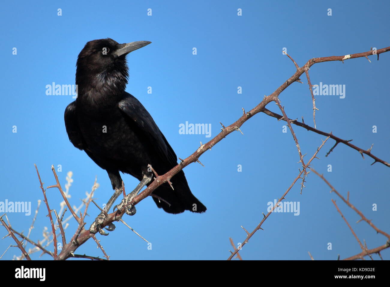 Raven standing on branch hi-res stock photography and images - Alamy