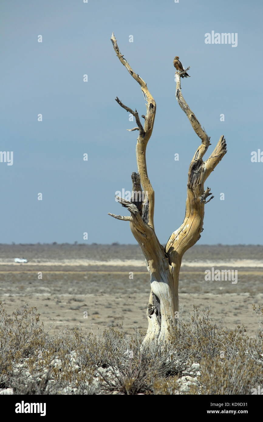 Rapacious Bird High Resolution Stock Photography and Images - Alamy
