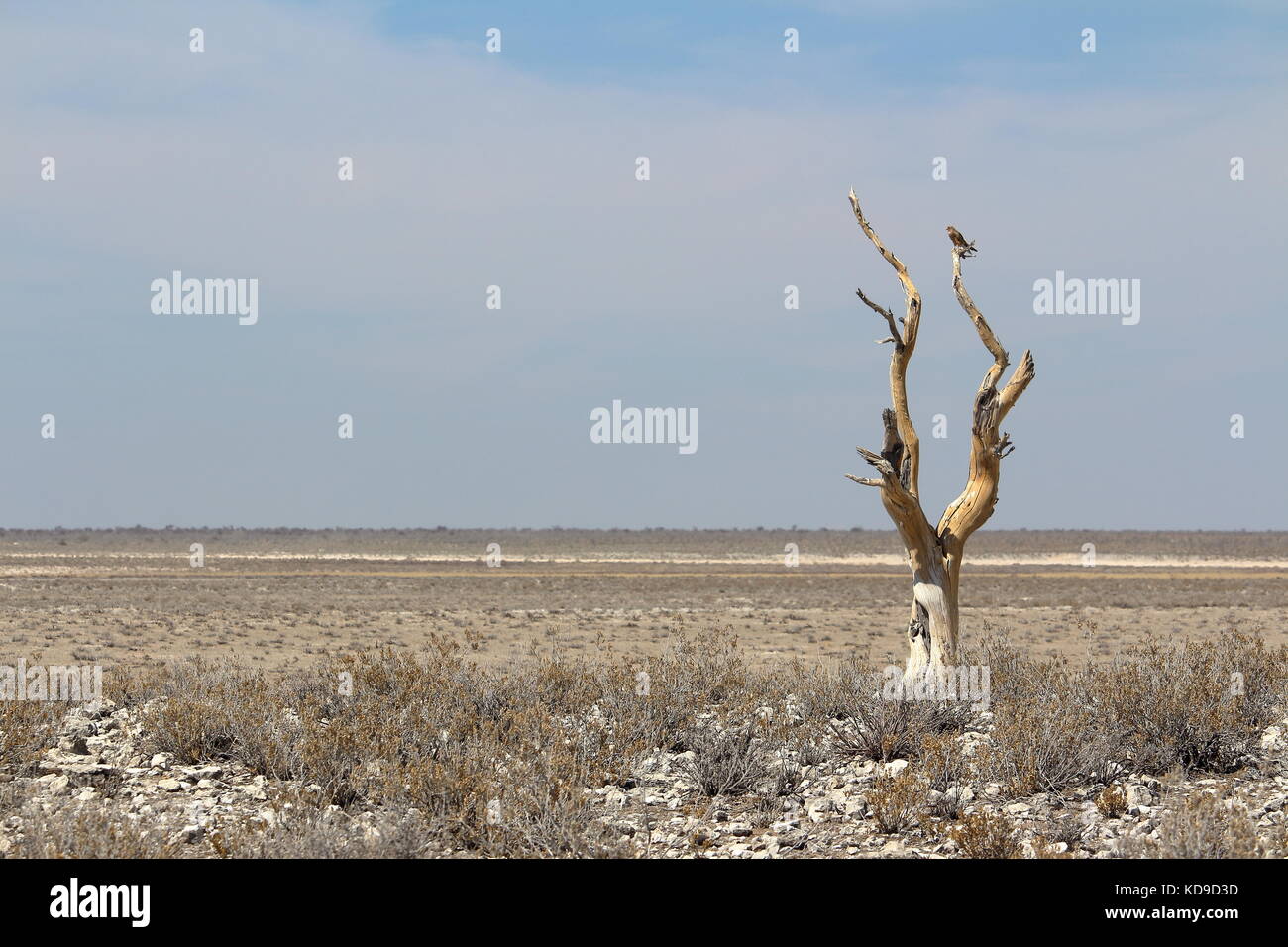Rapacious bird hi-res stock photography and images - Alamy