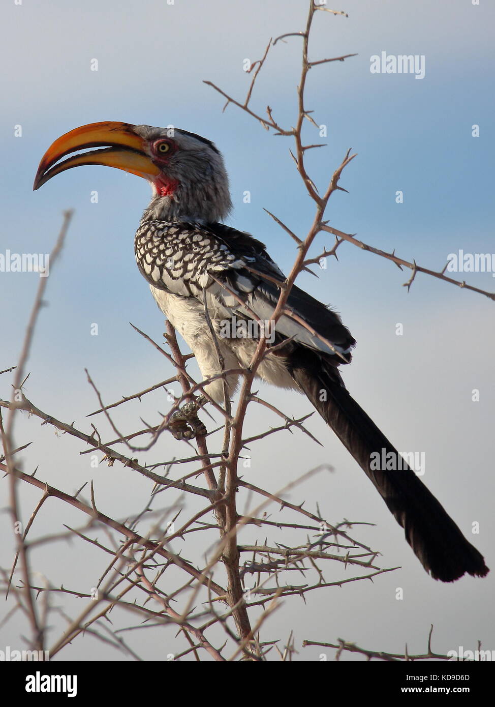 Southern Yellow-billed Hornbill Bird in Etosha, Namibia Stock Photo - Alamy