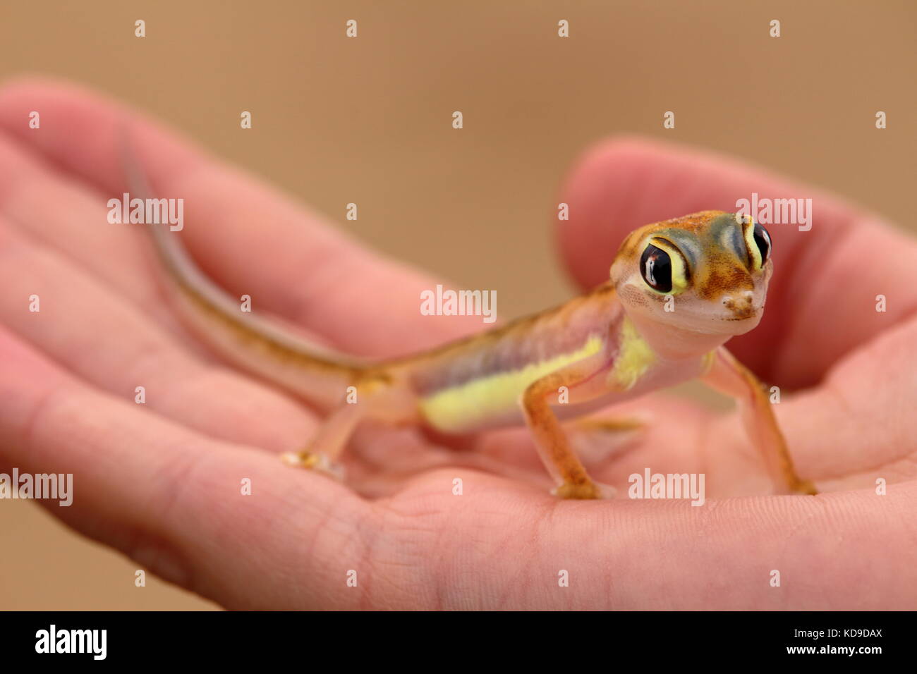 Palmatogecko (Pachydactylus rangei), also known as Web-footed Gecko, a ...