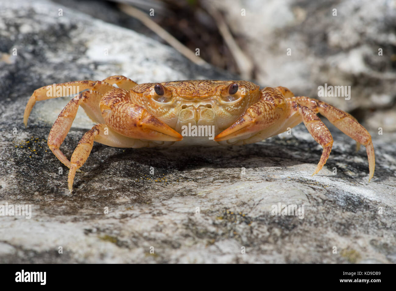 Freshwater crab hi-res stock photography and images - Alamy
