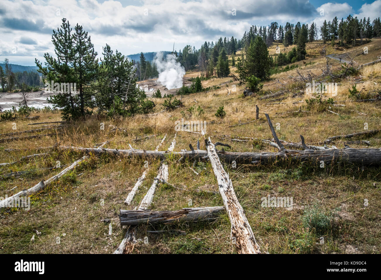Mud pine hi-res stock photography and images - Alamy