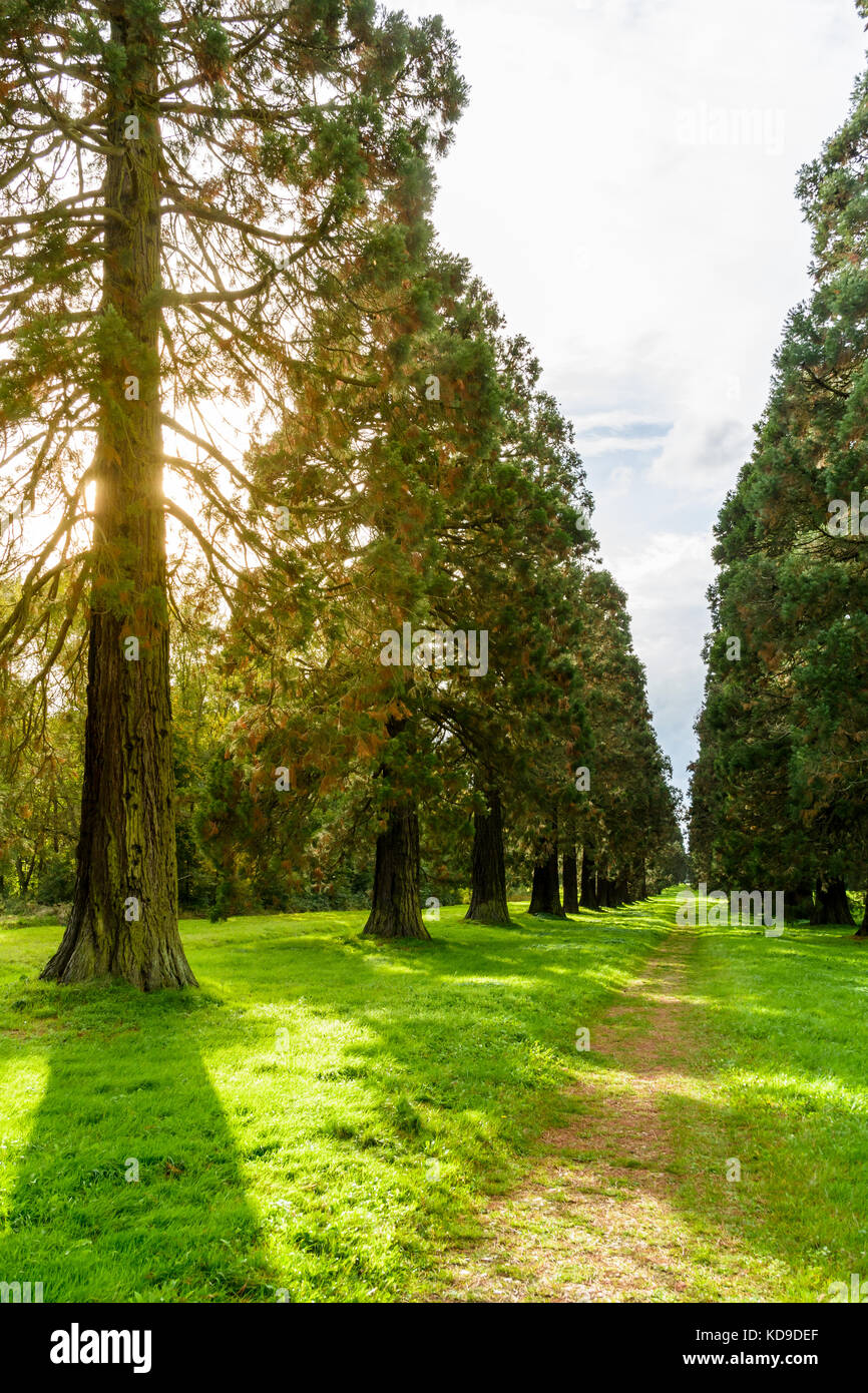 An alley bordered with giant sequoia trees at sunset Stock Photo - Alamy